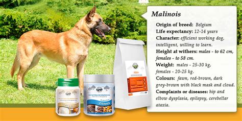 Are Belgian Malinois Prone To Hip Dysplasia