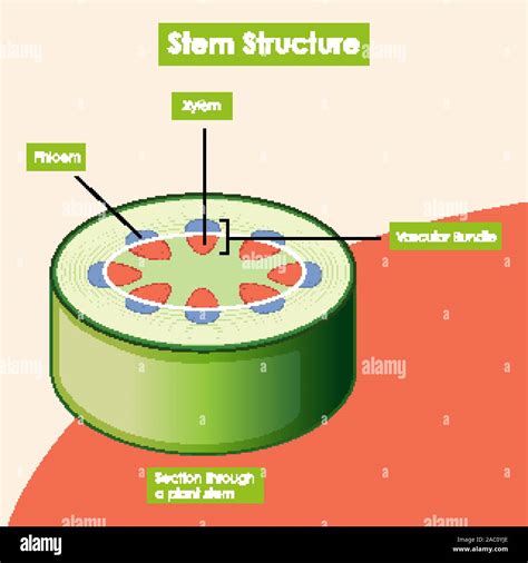 Diagram Showing Stem Structure Illustration Stock Vector Image Art Alamy
