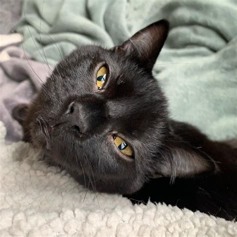 Meet Willy Wonky The Adorable Wobbly Cat Who Is Going To Steal Your