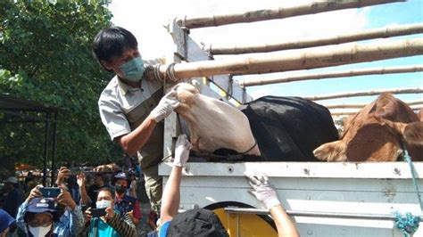 Kasus Suspek PMK Di Klaten Masih Tinggi Pemkab Pertimbangkan