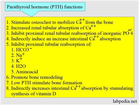 Parathyroid Hormone Function The Difference Between Pth Parathyroid