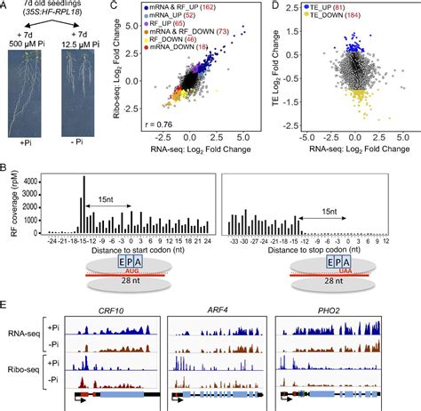 Global Analysis Of Ribosome Associated Noncoding Rnas Unveils New Modes Of Translational