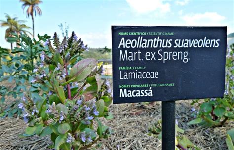 Macassá A Erva Aromática Africana Que Conquistou O Mundo