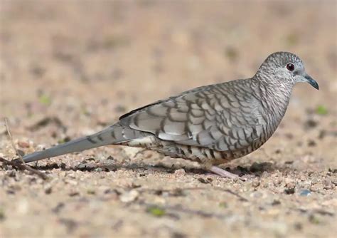 9 Types Of Doves In Arizona With Pictures And Identification