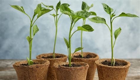 Peat Pots Full Guide Proscons How To Use And Alternatives