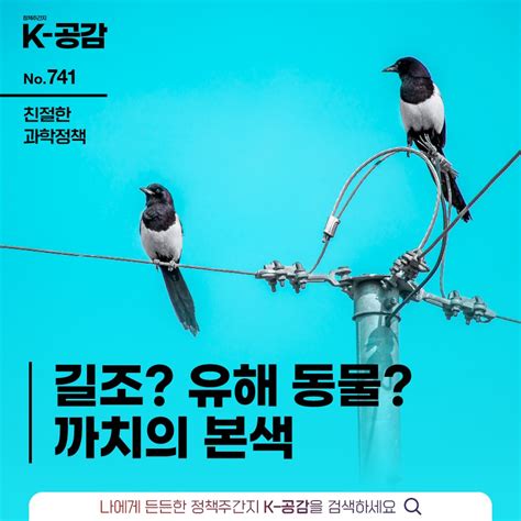 정책주간지 K 공감 까치가 울면 반가운 손님이 온다 우리나라 대표 길조로 불리던 까치 이런