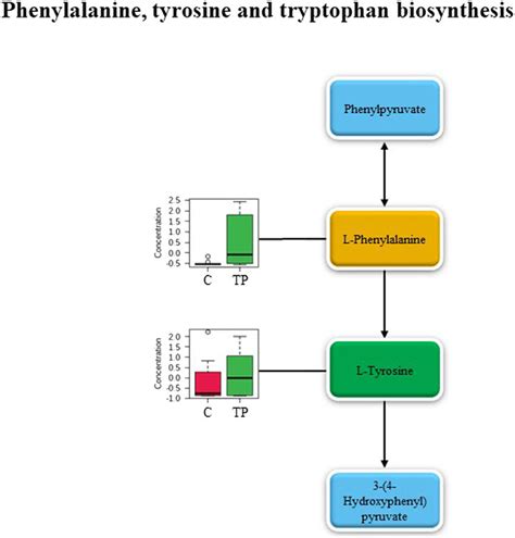 Metabolic Pathway Of Phenylalanine Tyrosine And Tryptophan
