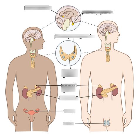 Endocrine Vs Nervous System Diagram Quizlet