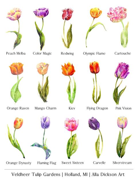 Tulip Name Art Print Tulip Poster Tulip Varieties Tulip Varietals Art