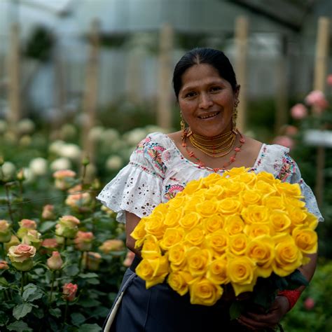 Buy Yellow Bright Roses Rose Farmers