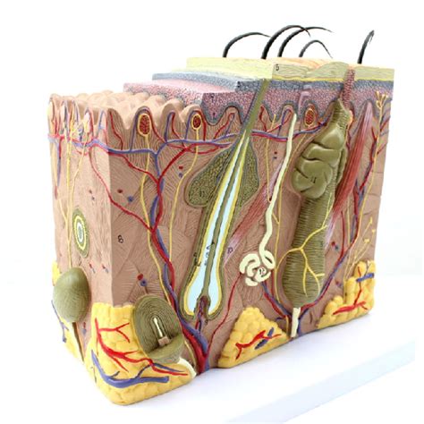 Buy Skin Structure 70x Magnified Human Skin Model Block D Hair Layer