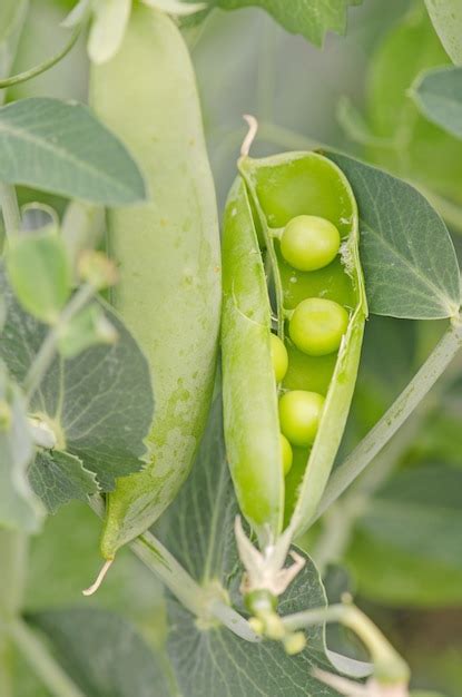 Premium Photo Ripe Green Pea Young Pea Pod