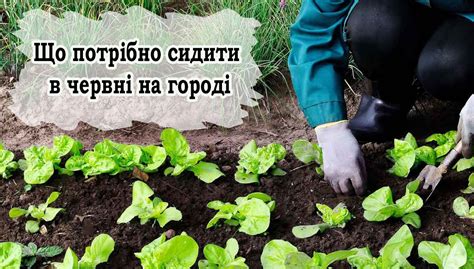 Рослини які потрібно посадити у червні щоб отримати гарний врожай