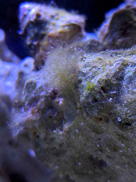 Fuzzy Algae Id Reef2reef