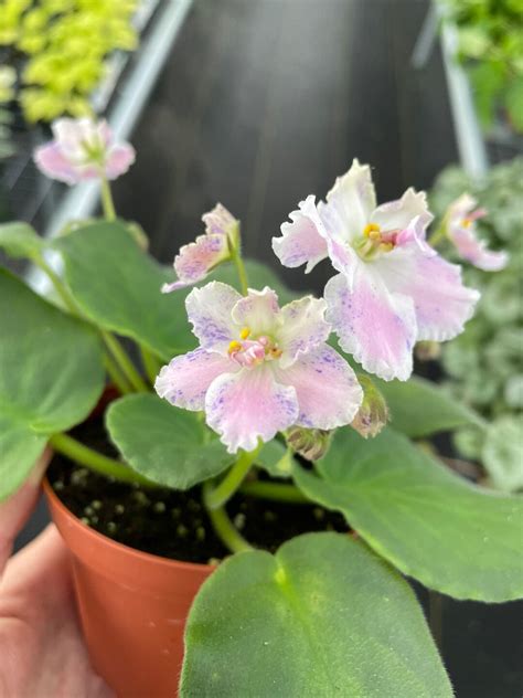 Ks Dancing Spree African Violet 4 Pot All Plants Require Etsy