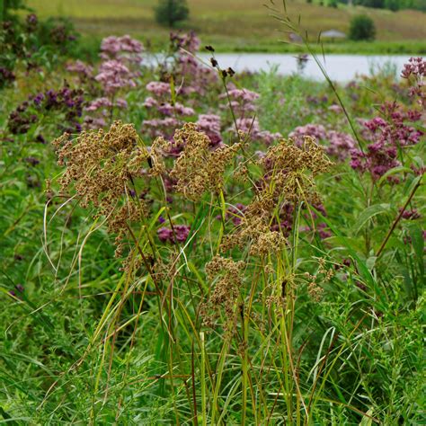 Mn Native Woolgrass Plants Natural Shore Technologies