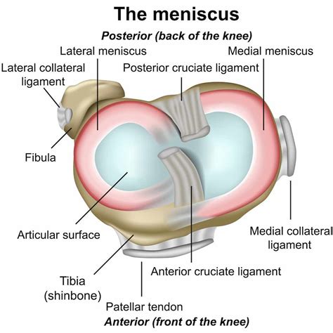 Meniscus Tears Dr Amit Nathani Md