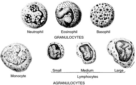 Polymorphonuclear Leukocyte Definition Of Polymorphonuclear Leukocyte