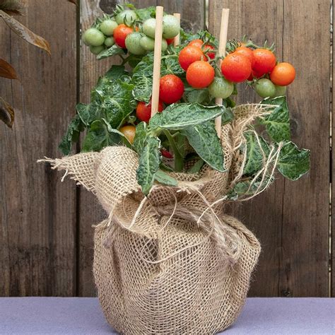 Micro Tomato Micro Tom Buy Online At Seeds Of Plenty Seeds Of Plenty