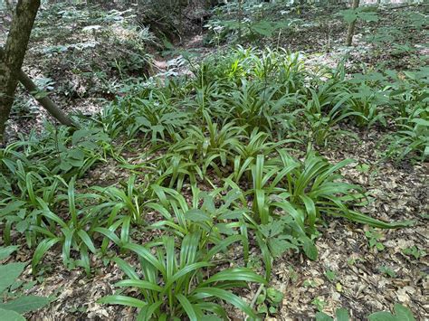 Illinois Botanizer Added A New Photo Illinois Botanizer