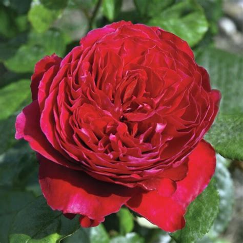 Rosa ‘rouge Royale In 3 Gallon Pot Fraser Valley Rose Farm