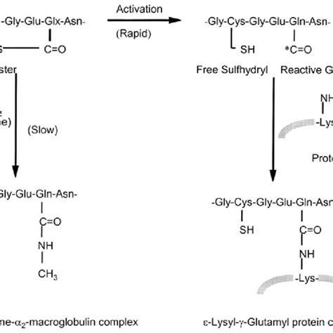 Activation And Cleavage Of The Internal Thiol Ester Of α Download