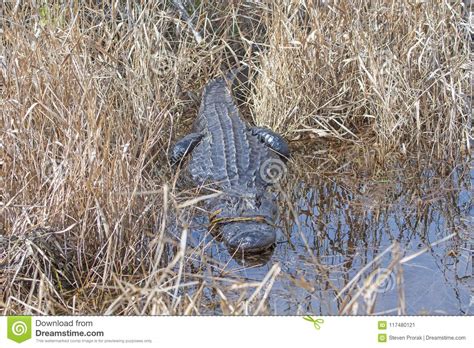 American Alligator Basking In The Marshland Grass Stock Image Image