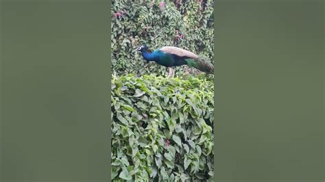 Peacocks Youtube