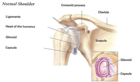 Recalcitrant And Frozen Shoulder Dr Skedros Orthopaedics