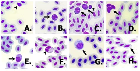 Zebrafish Blood Cells Modified Giemsa Stained Zebrafish Blood Smear