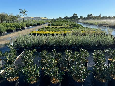 Buy Blue Rug Juniper Shrub Eureka Farms