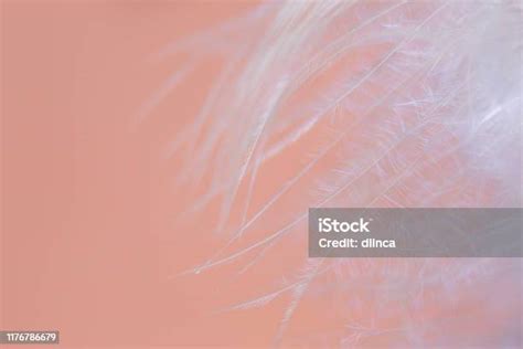 깃털 추상적 인 배경 매크로 사진 아트 이미지입니다 섬세한 디테일과 부드러움을 더한 피치와 화이트 톤 복숭아색에 대한 스톡 사진