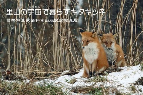 泊和幸個展里山の宇宙で暮らすキタキツネ2023 2 10 金 2 15 水 THE NORTH FINDER MEMBER S