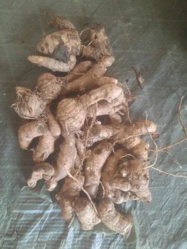 Amba Haldi Mango Ginger At ₹ 40kg White Turmeric In Dimapur Id 2853489089612