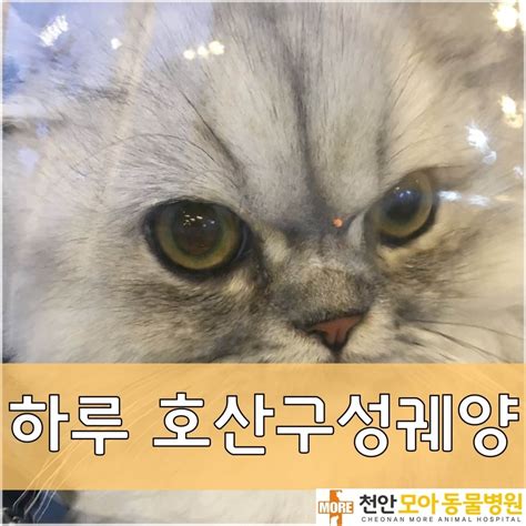 천안 고양이 피부염호산구성 궤양면역매개성 피부염 네이버 블로그