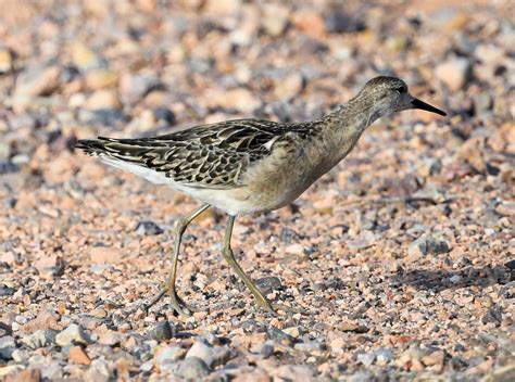 Ruff At The Ponds Ausemade