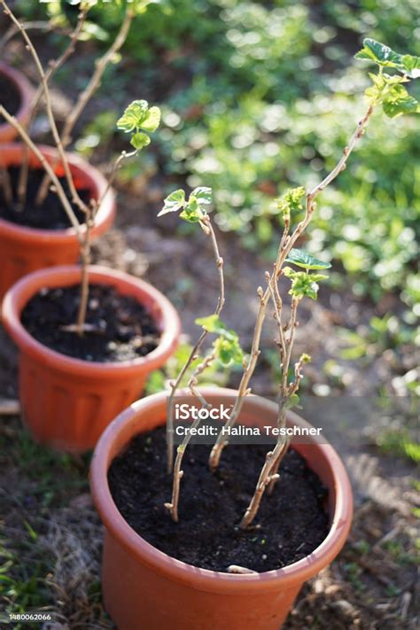 야외에서 테라코타 화분에 있는 어린 까막까치밥나무 식물 식물 분갈이 및 관리 개념 공간을 복사합니다 0명에 대한 스톡 사진 및 기타 이미지 Istock