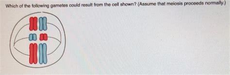 Solved Which Of The Following Gametes Could Result From The Chegg
