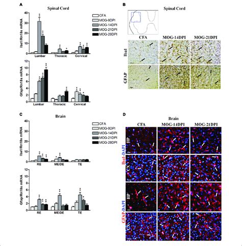 Glial Activation In The Cns Of Mog Eae Mice A The Mrna Expressions