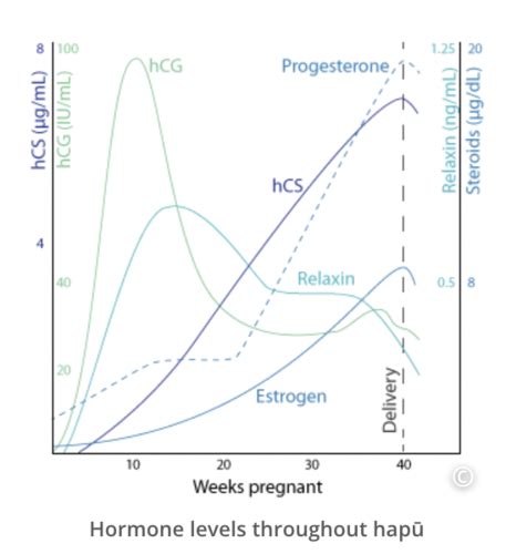 Module 5 Pregnancy Physiology I Flashcards Quizlet