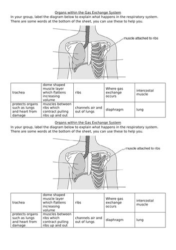The Respiratory System And Lungs Worksheet 8cb 7ca Exploring