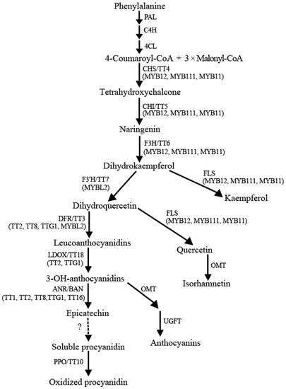 Ijms Free Full Text The Flavonoid Biosynthesis And Regulation In