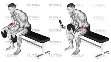 Weighted Seated Supination Exercise Guide Techniques Benefits How