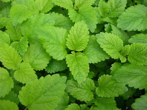 Au Naturelle Lemon Balm Herb Of The Week