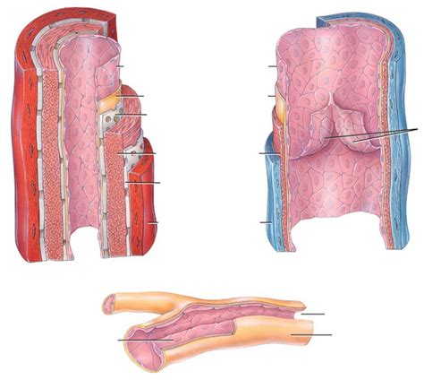 Blood Vessels Diagram Quizlet