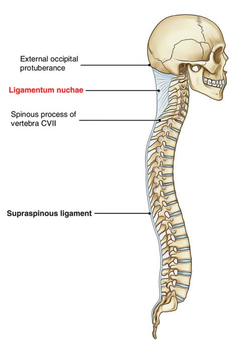Ligamentum Nuchae Nuchal Ligament