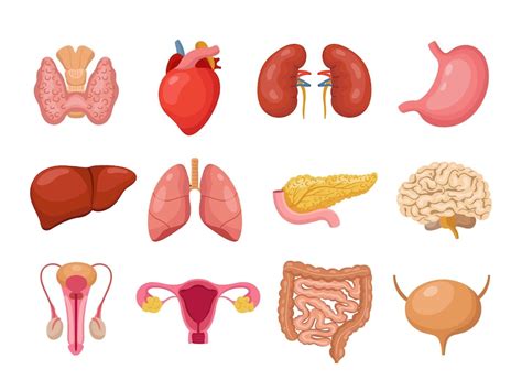 인간의 내부 장기 사람들의 고립 된 해부학 기관 만화 의학 신체 요소 갑상선 폐와 심장 남성 여성 생식 시스템 Neoteric
