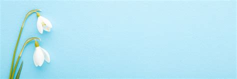 밝은 파란색 테이블 배경에 녹색 잎신선한 흰색 눈방울 파스텔 색상 와이드 배너 봄의 첫 번째 사자 영감 텍스트 인용 또는