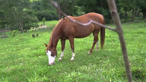 A Horse In Open Field Eating Grassu During The Summer In Brazil