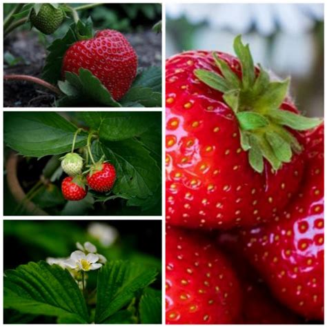 Eper Talajigénye ️ Eper Info